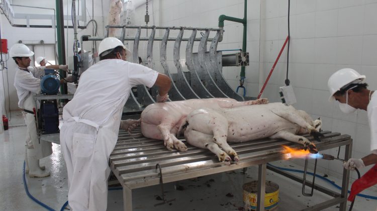 MATADERO MUNICIPAL: «LOS PRECIOS SON MUY BARATOS Y SABEN QUE VAN A ...